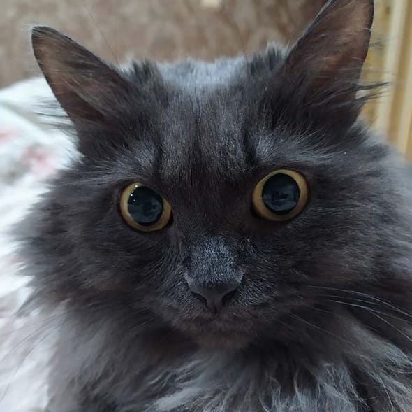 32 Perfect Female Cat Names for Gray Kittens - PetPress