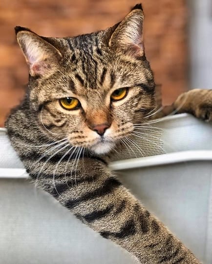 Cat Names Starting With A - Complete 300 Cat Name Ideas Begin With A