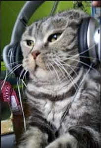 Over 100 Cool Cat Names Inspired by Rap and Hip-Hop - PetPress