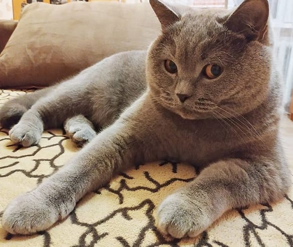 Top 131 Popular British Cat Names For Your Little Kitten