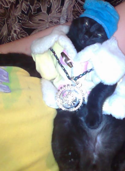 Over 100 Cool Cat Names Inspired by Rap and Hip-Hop - PetPress