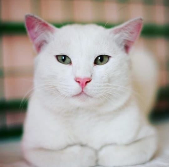Top 300+ Best Asian Cat Names with Meanings