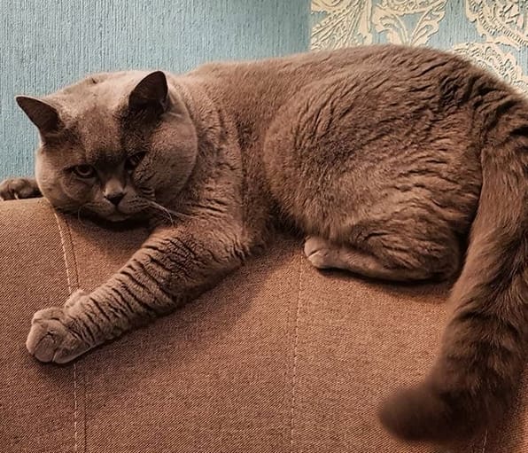 Top 131 Popular British Cat Names For Your Little Kitten