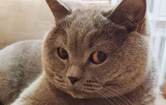 Top 131 Popular British Cat Names For Your Little Kitten