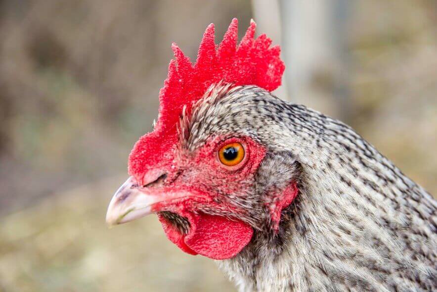 Rooster Names: 200+ Most Popular Names for Roosters - PetPress
