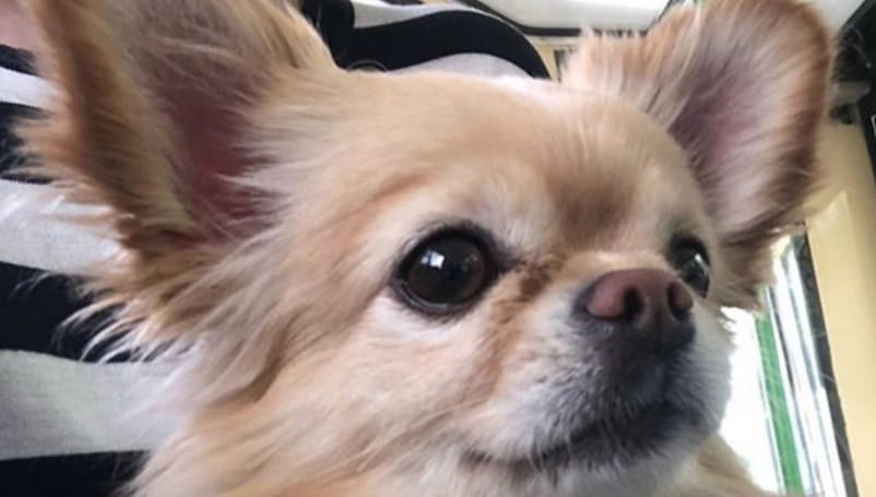 130 Female Dog Names that Start with "S" - PetPress