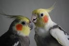 Cockatiel Names – The 300 Most Popular Names for Cockatiels | PetPress