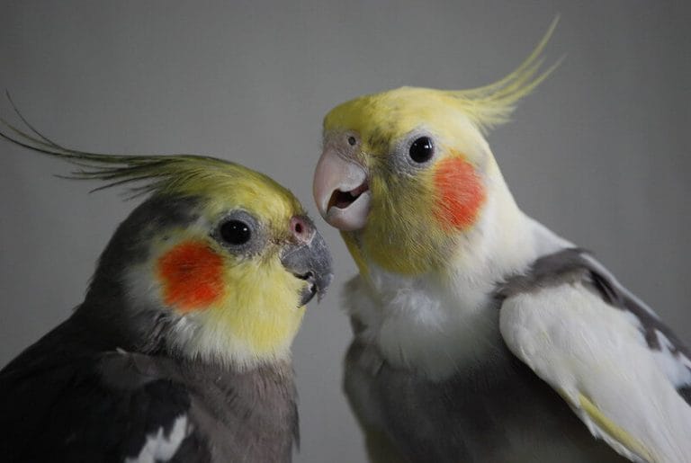 Cockatiel Names – The 300 Most Popular Names for Cockatiels | PetPress