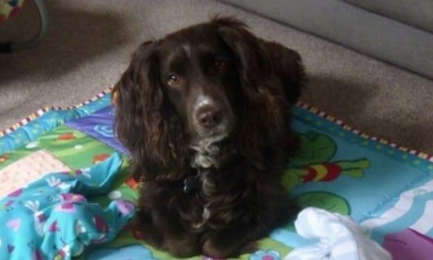 14 Cocker Spaniels Who Make Perfect Friendship with Children - PetPress