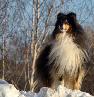 14 Wonderful Pictures Explaining Why Collies Love Winter - Page 2 of 3 ...