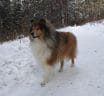 14 Wonderful Pictures Explaining Why Collies Love Winter - PetPress