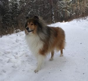 14 Wonderful Pictures Explaining Why Collies Love Winter - PetPress
