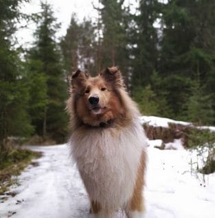 14 Wonderful Pictures Explaining Why Collies Love Winter - PetPress