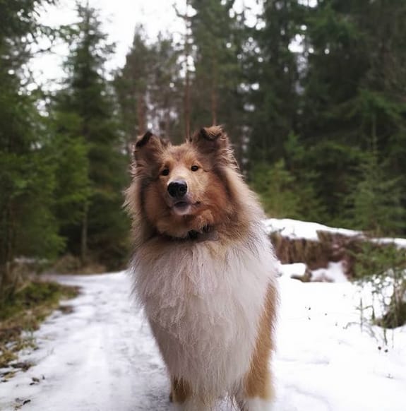14 Wonderful Pictures Explaining Why Collies Love Winter - PetPress