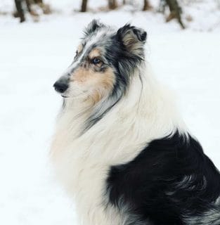14 Wonderful Pictures Explaining Why Collies Love Winter - PetPress
