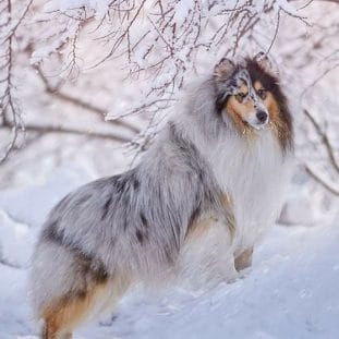 14 Wonderful Pictures Explaining Why Collies Love Winter - Page 2 of 3 ...