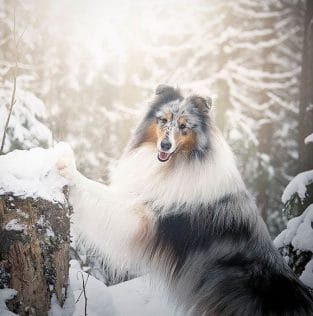 14 Wonderful Pictures Explaining Why Collies Love Winter - Page 2 of 3 ...