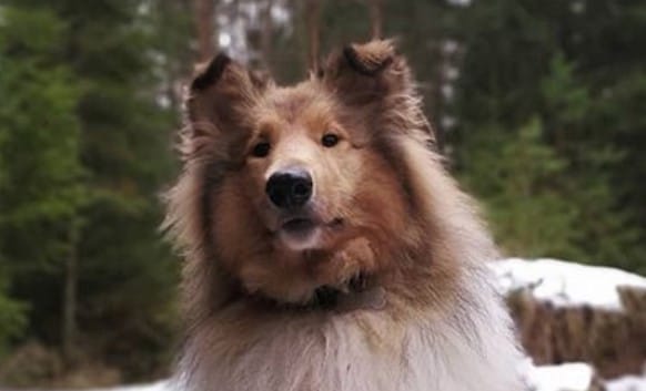 14 Wonderful Pictures Explaining Why Collies Love Winter - PetPress