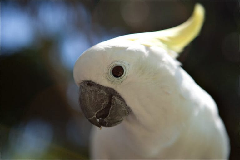 Cool Bird Names - 200 Awesome Ideas for Naming Your Bird - PetPress