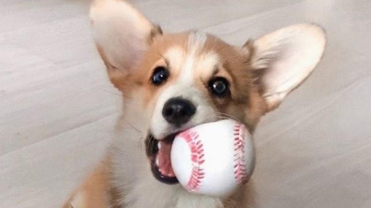 15 Things Only Corgi Owners Will Understand Petpress