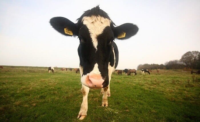 Cow Names: The 700 Most Popular Names for Cows