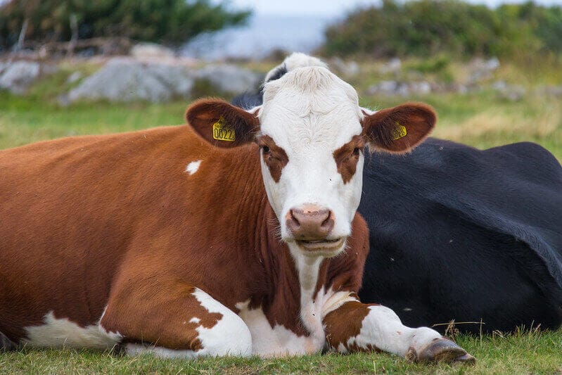 Top 80 Most Punny and Funny Cow Names - PetPress