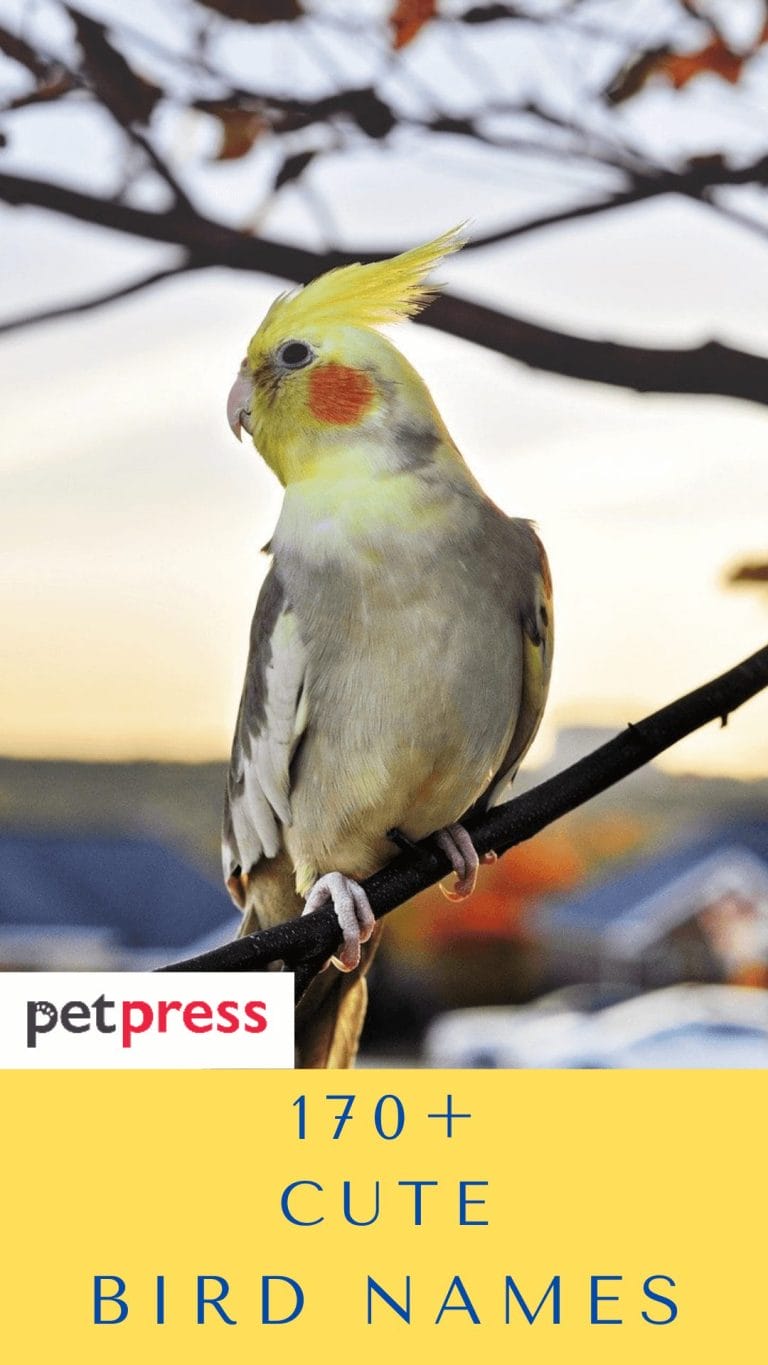 Cute Bird Names - Over 150 Adorable Ideas for Naming Your Bird - PetPress