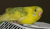500 Most Popular Names for Budgies for Boys and Girls | PetPress