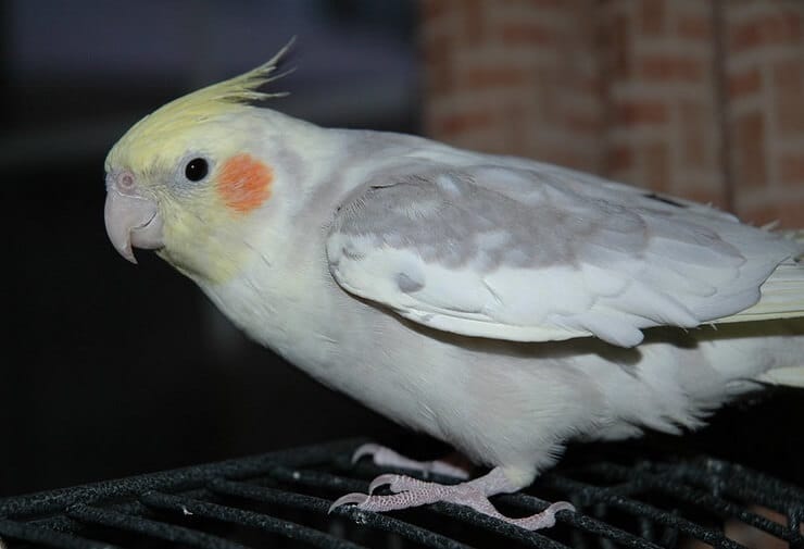 Cockatiel Names – The 300 Most Popular Names for Cockatiels | PetPress