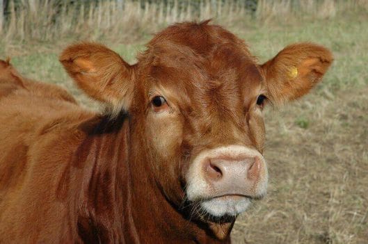 Cute Cow Names Over 500 Adorable Ideas For Naming Your Cow PetPress cute-cow-names-over-500-adorable-ideas-for-naming-your-cow-petpress
