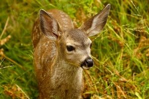 Deer Names - Over 250 Great Ideas For Naming Your Deer (2021)
