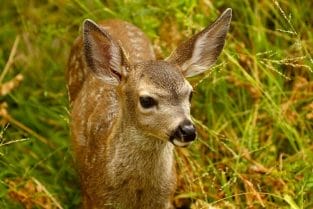 Deer Names - Over 250 Great Ideas For Naming Your Deer (2021)