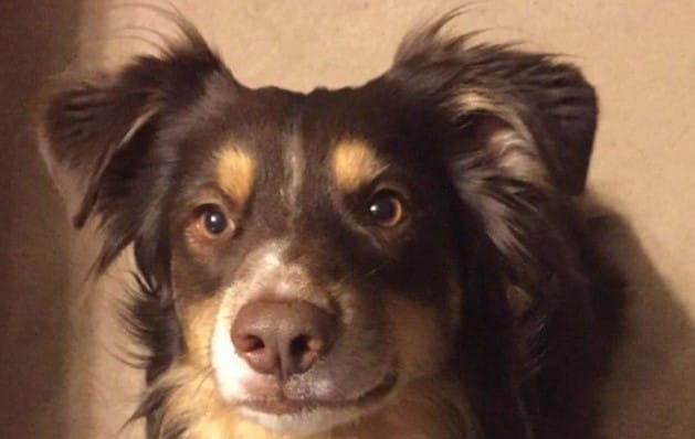 Top 125 Crazy Dog Names For Energetic Breeds top-125-crazy-dog-names-for-energetic-breeds