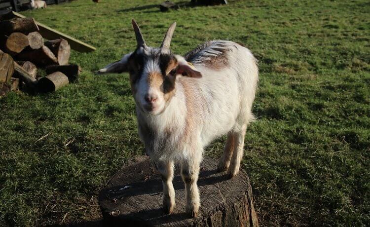 Cute Goat Names – Over 400 Adorable Names To Give a Goat