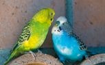 Parakeet Names – The 500 Most Popular Names for Parakeets