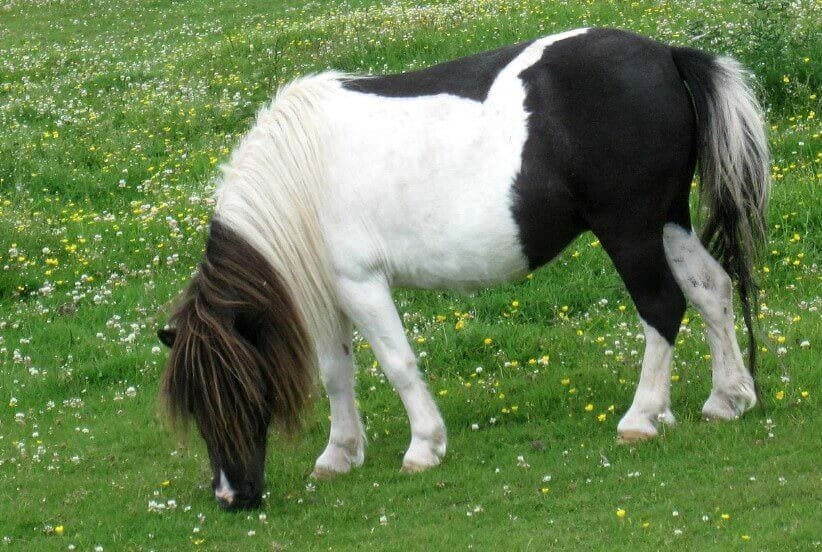 650 Best Pony Names - Good Pony Names Ideas for Your Pony - PetPress