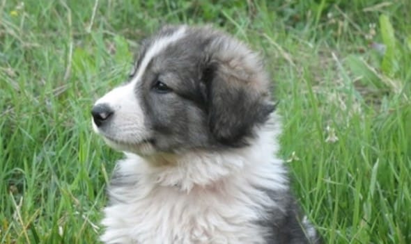 Top 75 Dog Names From Roman Mythology - PetPress