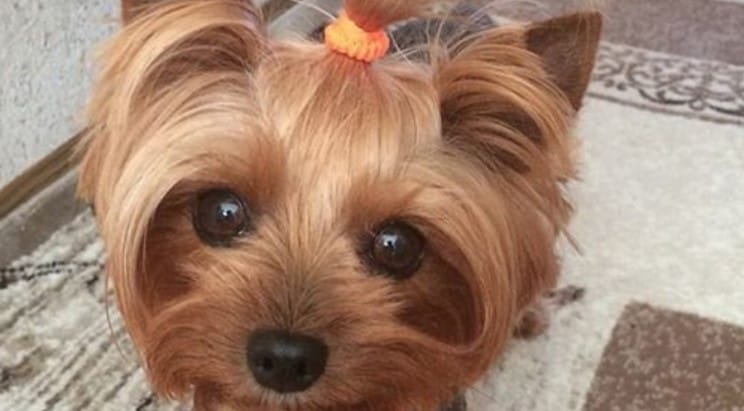 Top 101 Beautiful Female Dog Names - PetPress