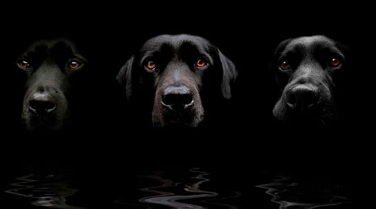 Over 100 Arcane Dog Names - PetPress