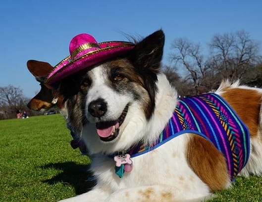 75 Mexican Dog Names - Female Dog Names with Meanings