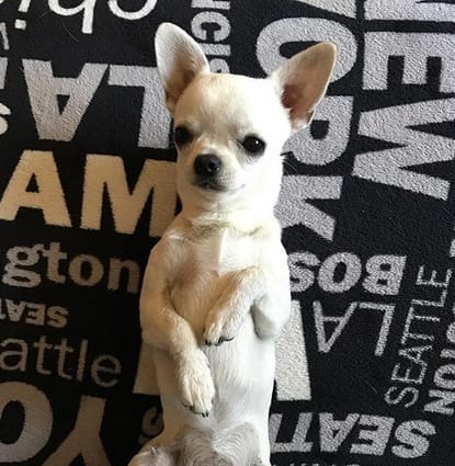 Top 190 Simple Dog Names - PetPress