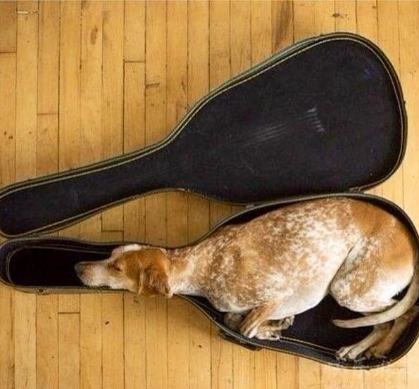 52 Popular Musical Dog Names - PetPress