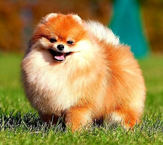 75 Popular European Dog Names - PetPress