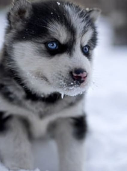 Top 50 Cherokee Dog Names Inspired by Nature Spirit - PetPress