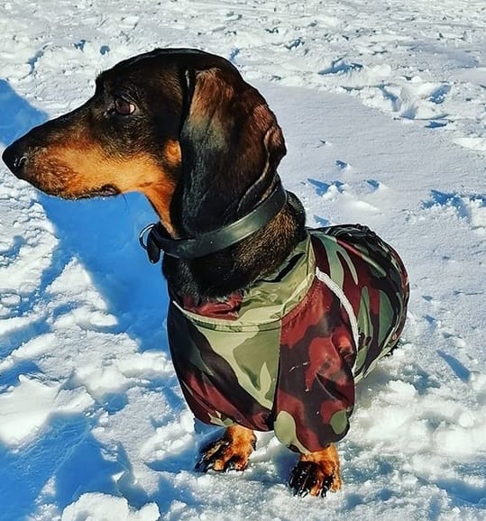 Top 105 Best Serving Dog Names - PetPress