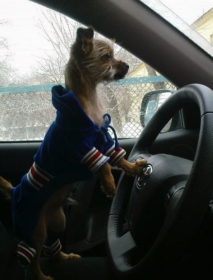 Top 130 Coolest Car Dog Names | PetPress