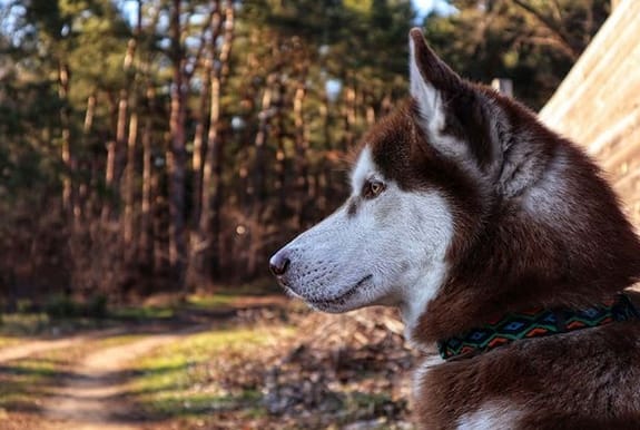 65 Best Dog Names for Male Huskies - PetPress