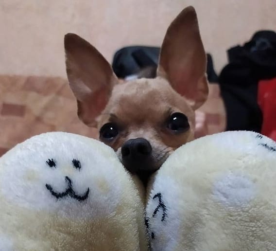 100 Beautiful Female Dog Names with Meanings - PetPress