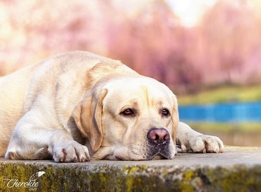 Top 47 Awesome Labrador Retriever Dog Names with Meanings - PetPress