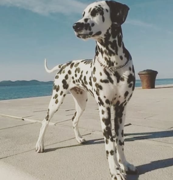 Top 75 Popular Marine Dog Names - PetPress